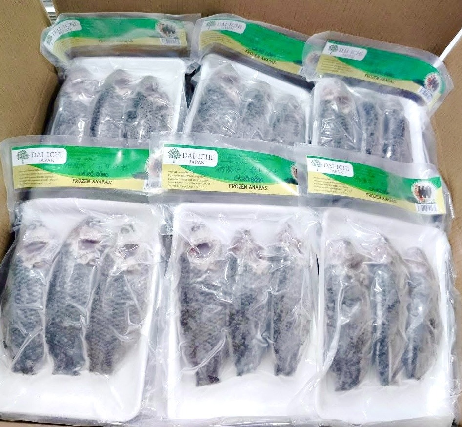 Cá Rô Đồng – Dai-ichi Japan