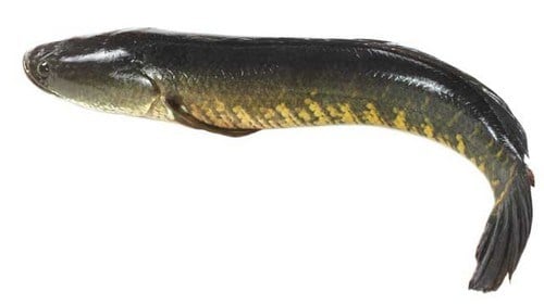 Whole Snakehead Fish – Dai-ichi Japan